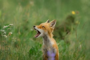 Fuchs Baby – Alles was du über Fuchswelpen wissen musst
