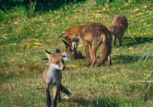 Fuchs Baby – Alles was du über Fuchswelpen wissen musst