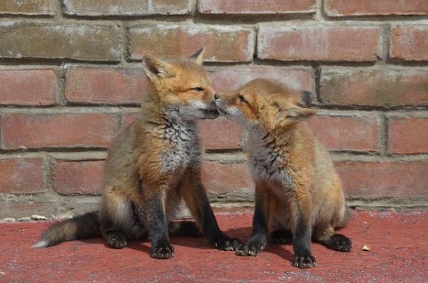 Fuchs Baby – Alles was du über Fuchswelpen wissen musst