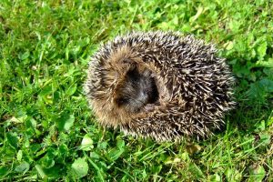 Wie erkennt man, ob ein Igel tot ist oder Winterschlaf hält?