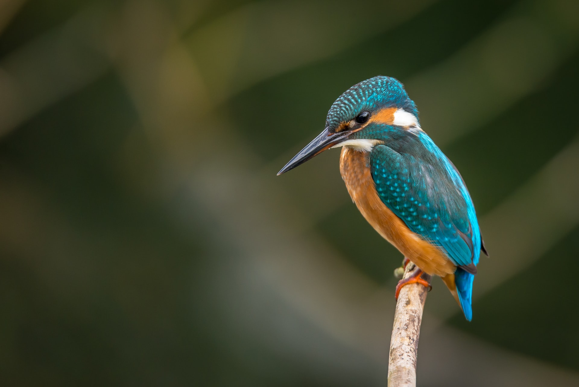 Der Eisvogel – Alle Infos inklusive Steckbrief - Garten Tiere