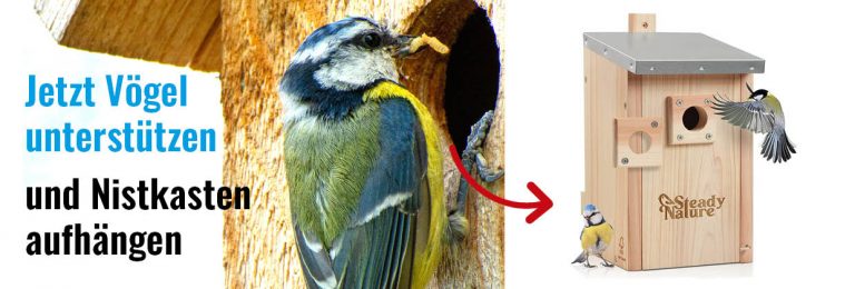 Spannende Welcher Nistkasten Fur Welchen Vogel Bild