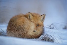 Der Fuchs im Winter – wie leben Füchse in der kalten Jahreszeit?