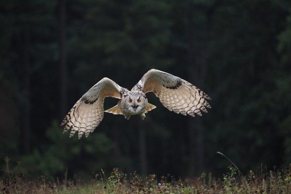 15 interessante und lustige Fakten zur Eule