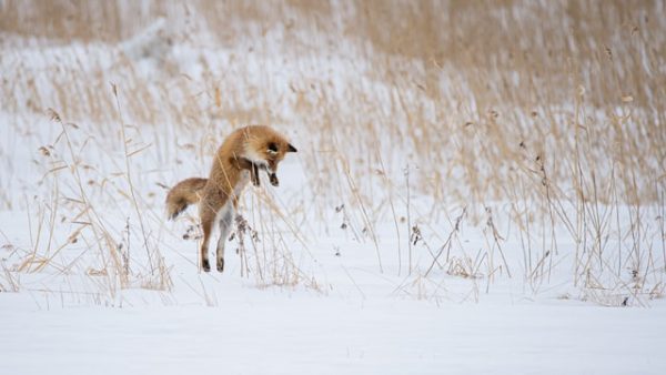 Der Fuchs im Winter – wie leben Füchse in der kalten Jahreszeit?