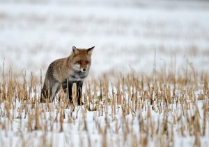 Der Fuchs im Winter – wie leben Füchse in der kalten Jahreszeit?