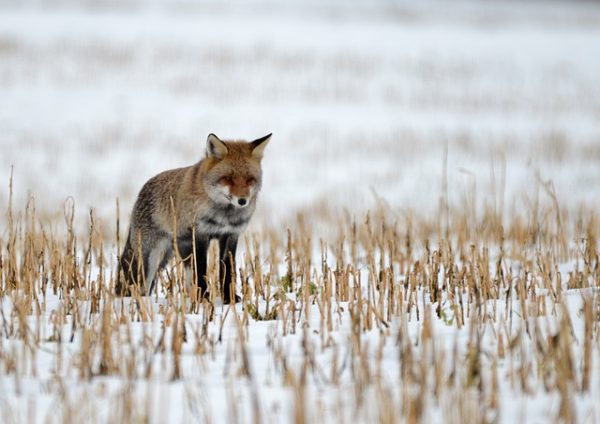 Der Fuchs im Winter – wie leben Füchse in der kalten Jahreszeit?