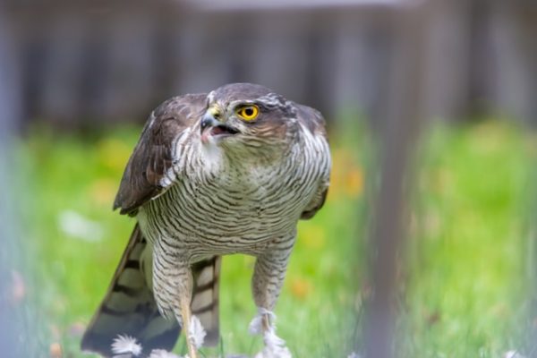 Der Habicht - Alle Infos inklusive Steckbrief - Garten Tiere
