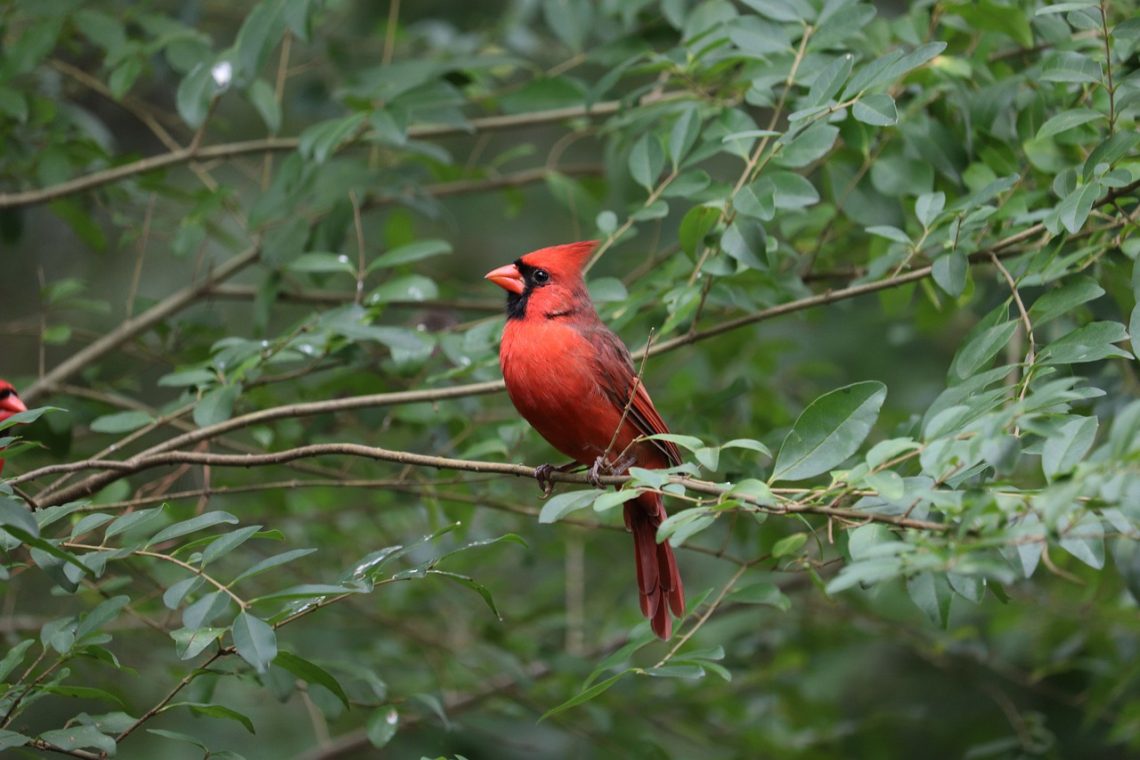 Roter Vogel – diese Vogelarten haben rote Federn - Garten Tiere
