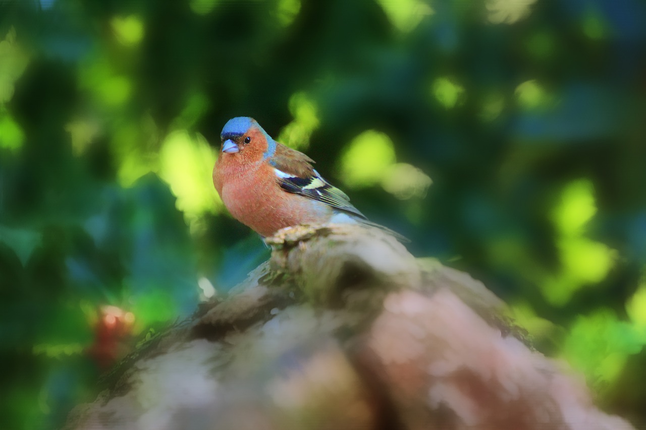 Roter Vogel – diese Vogelarten haben rote Federn - Garten Tiere
