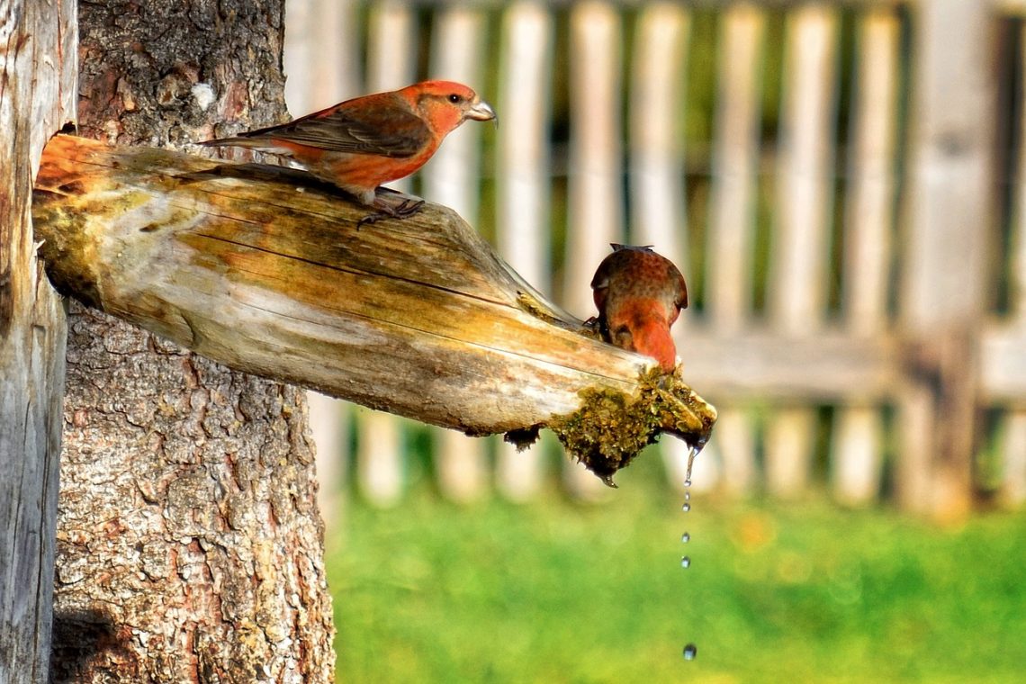 Roter Vogel – diese Vogelarten haben rote Federn - Garten Tiere