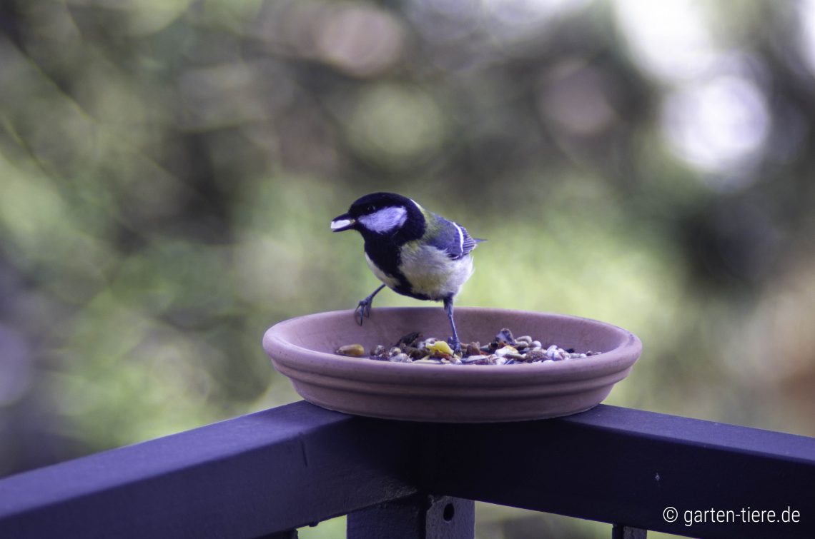 Taubenarten im Überblick - Unsere heimischen Tauben