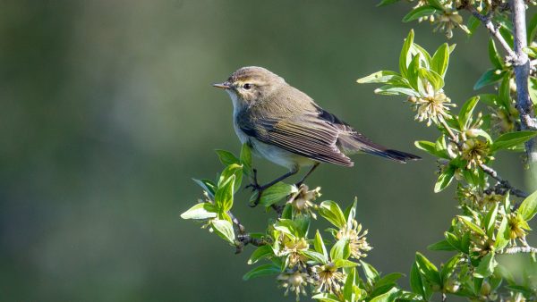 Kleiner brauner Vogel - Garten Tiere