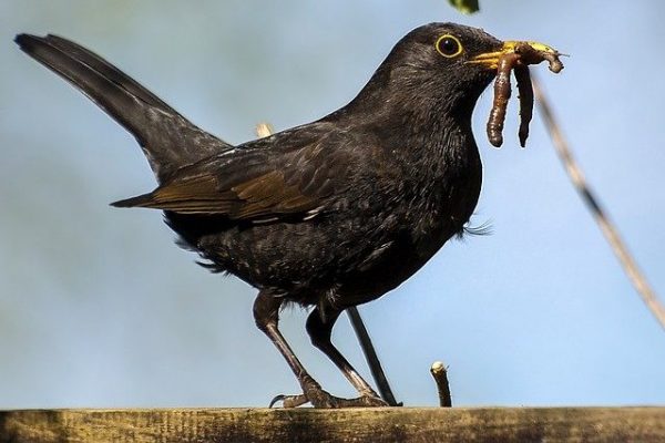 Drosselarten im Überblick - Drosseln erkennen und bestimmen