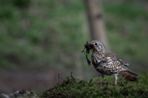 Drosselarten im Überblick - Drosseln erkennen und bestimmen