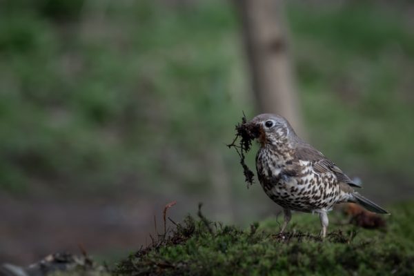 Drosselarten im Überblick - Drosseln erkennen und bestimmen
