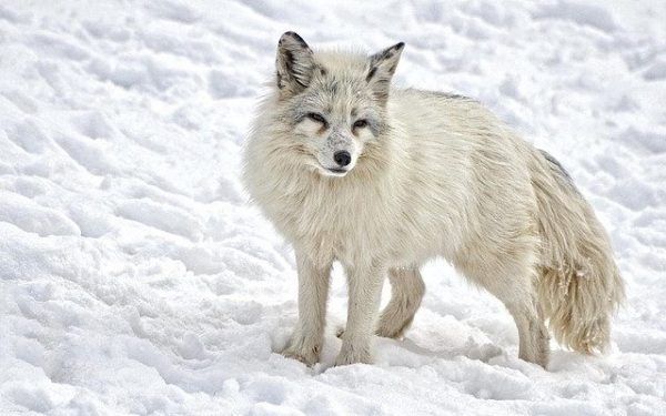 Fuchsarten – ein Überblick