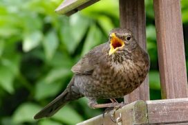 Drosselarten im Überblick - Drosseln erkennen und bestimmen