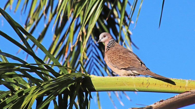 Taubenarten im Überblick - Unsere heimischen Tauben