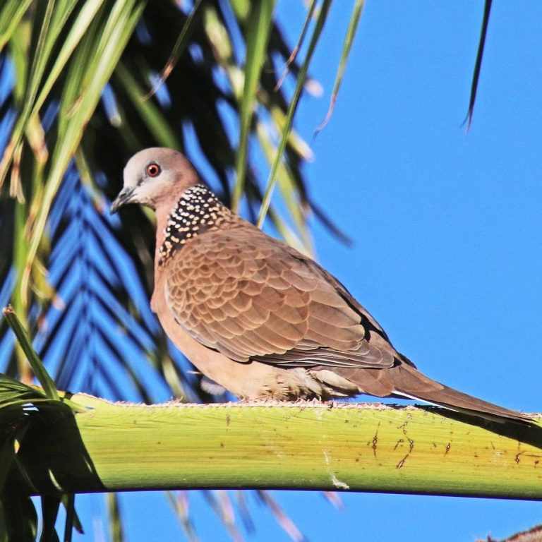 Heimische Vögel - Das sind die häufigsten Vogelarten