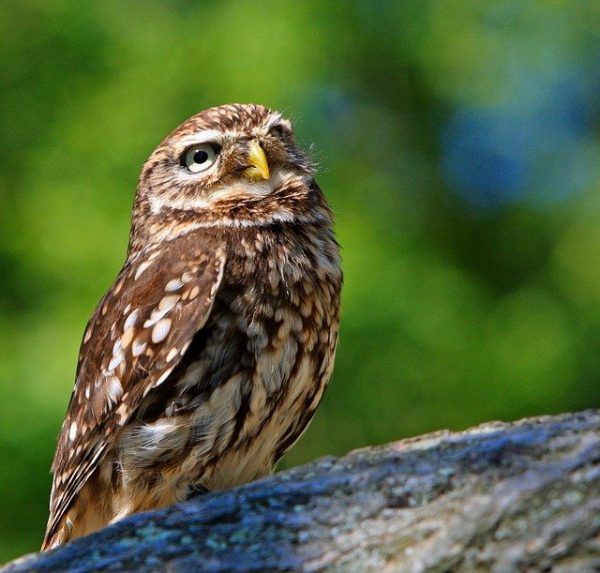 Eulenarten im Überblick – die häufigsten heimischen Arten - Garten Tiere