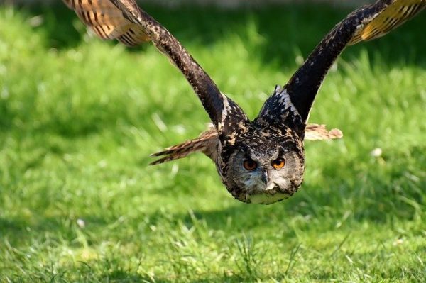 Eulenarten im Überblick – die häufigsten heimischen Arten - Garten Tiere