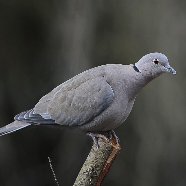 Heimische Vögel - Das sind die häufigsten Vogelarten