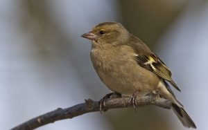 Der Buchfink - Steckbrief - Garten Tiere