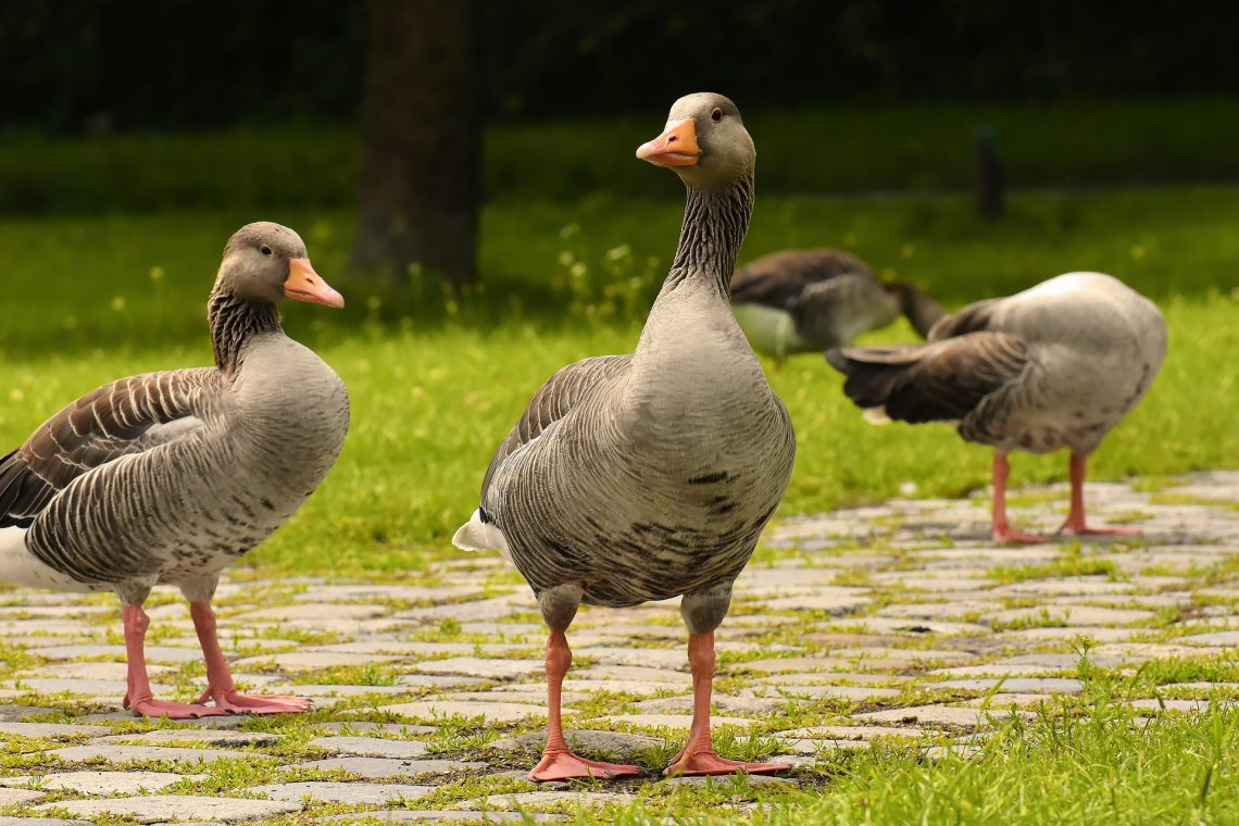 Gänsearten im Überblick - Unsere heimischen Gänse