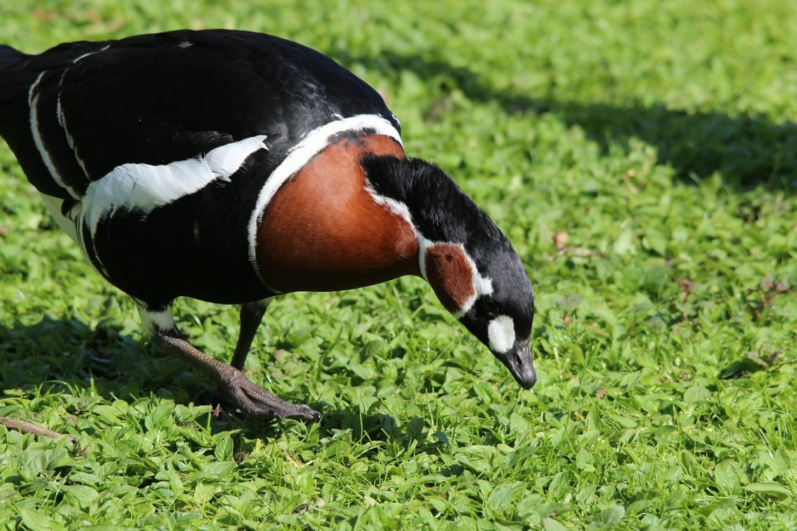 Gänsearten im Überblick - Unsere heimischen Gänse