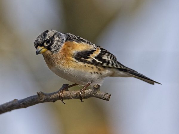 Finken – Finkenarten im Überblick