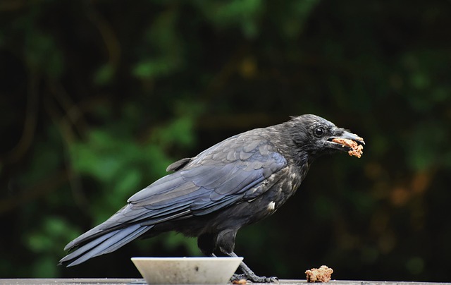 Was fressen Raben? - Garten Tiere