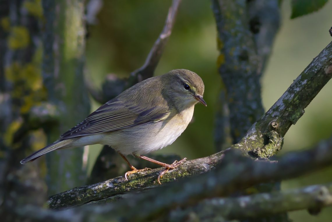Kleiner grauer Vogel - heimische graue Vögel im Überblick - Garten Tiere