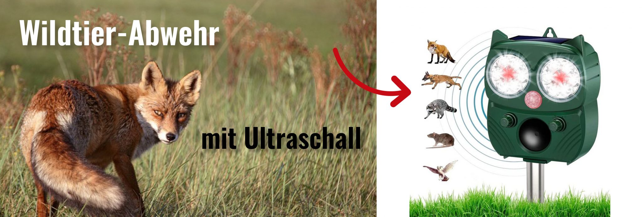 Fuchsarten – ein Überblick