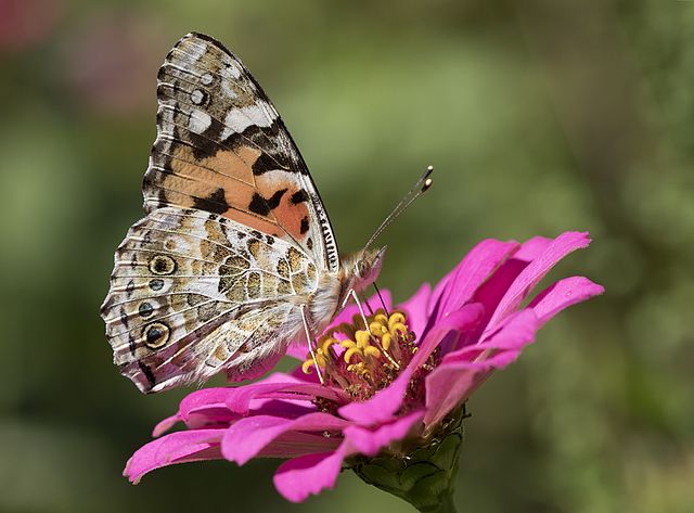 Heimische Schmetterlinge - Die 33 häufigsten Schmetterlinge