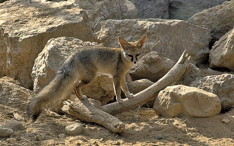 Fuchsarten – ein Überblick