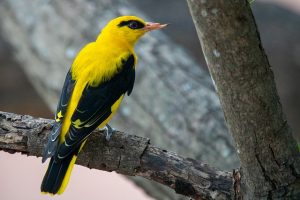 Der Pirol: Steckbrief - Merkmale, Verhalten, Lebensraum